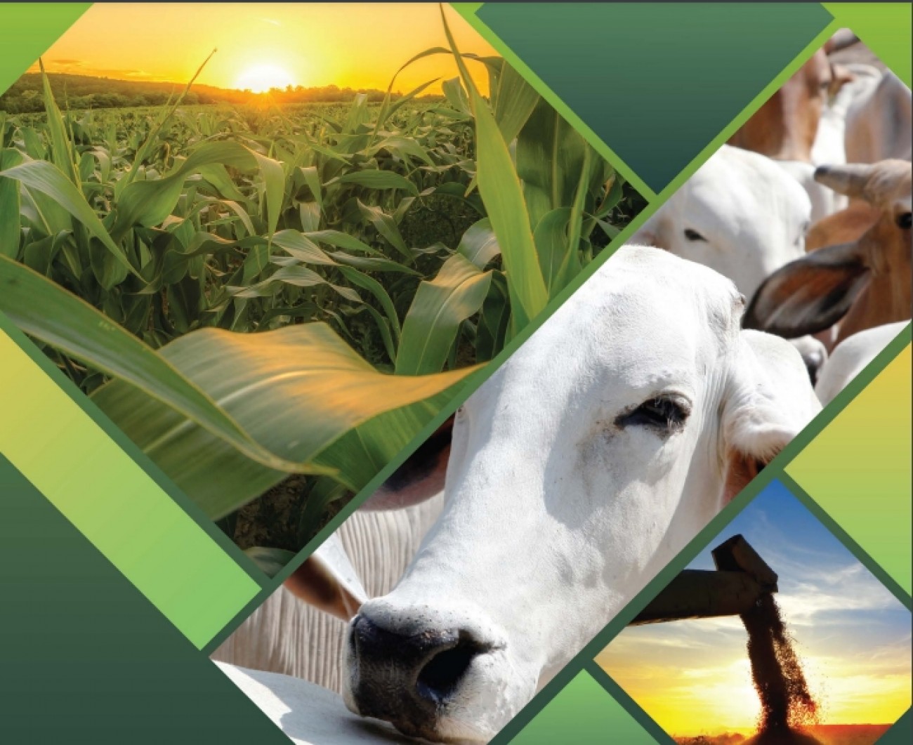 O Agro é TOP e nós explicamos por que!