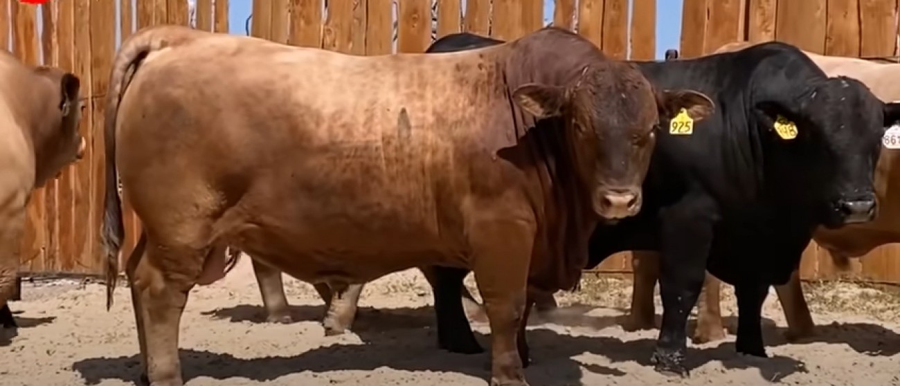 Conheça as vantagens do Beefmaster, bovino que é resultado de três ...