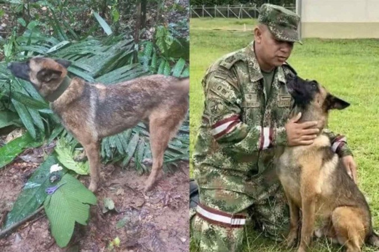 Indígena diz que cão Wilson foi deixado propositadamente na mata "em ...