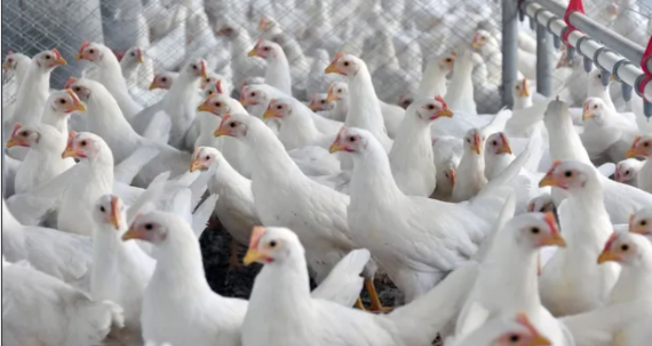 Preço da carne de frango tem tendência de alta em agosto