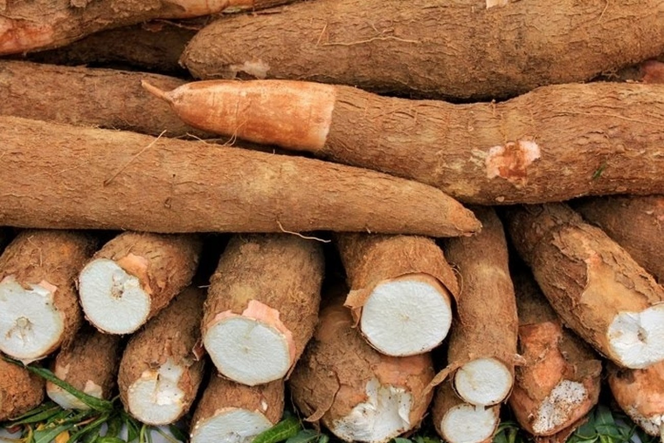 Após 10 semanas de queda, cotação da mandioca reage em regiões do Brasil