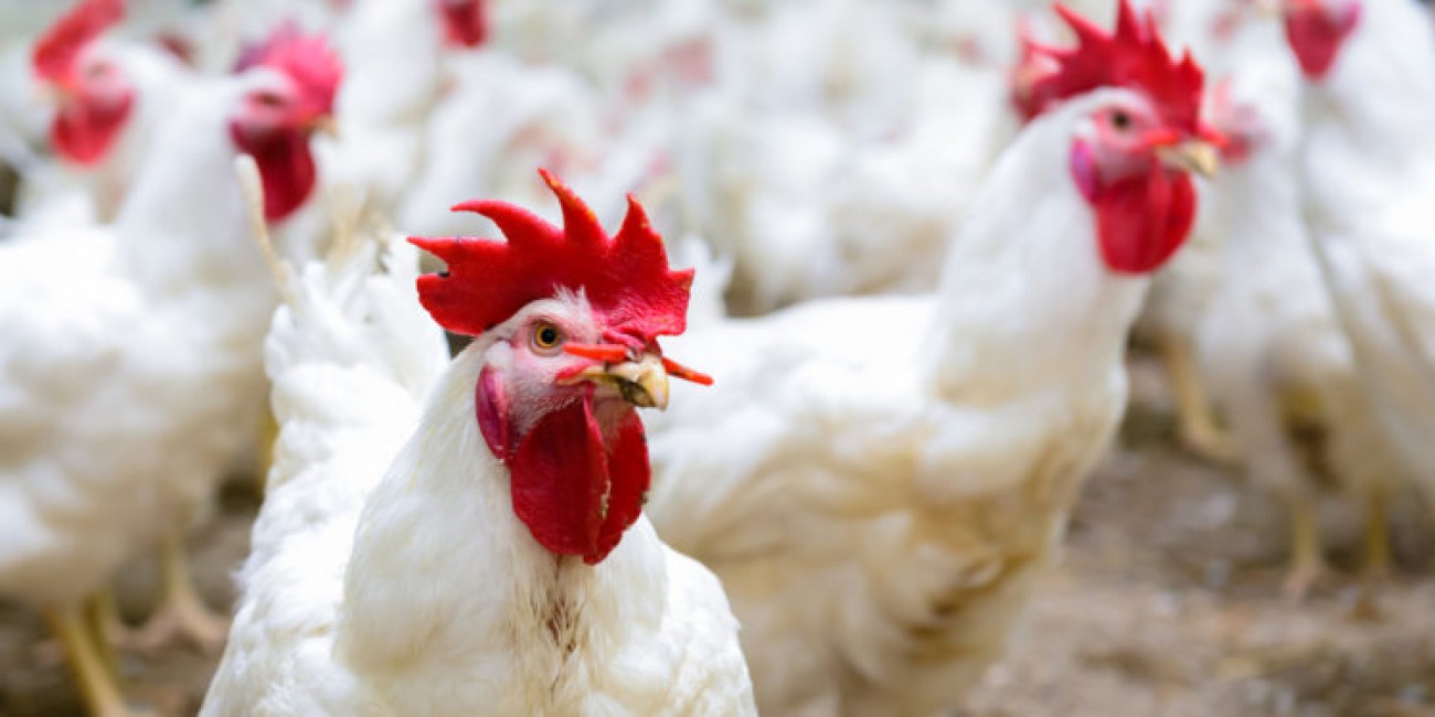 Com valorização menor em relação às demais proteínas, cotação do frango ...