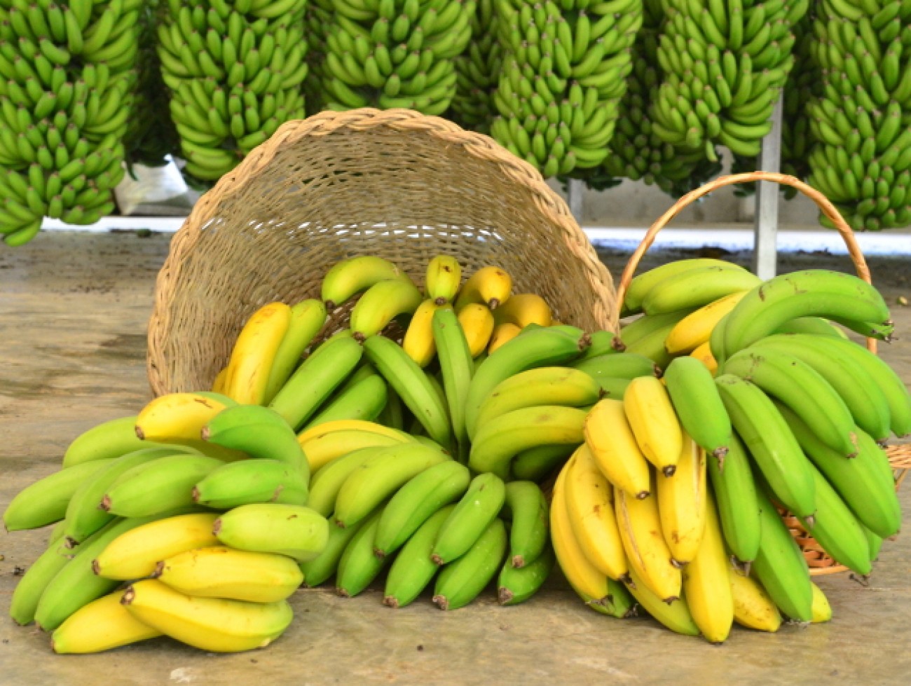 Frente fria impacta produção de bananas no Sul
