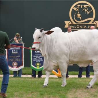 A vaca Nelore mais cara do mundo foi avaliada em quase R$ 10 milhões e ...