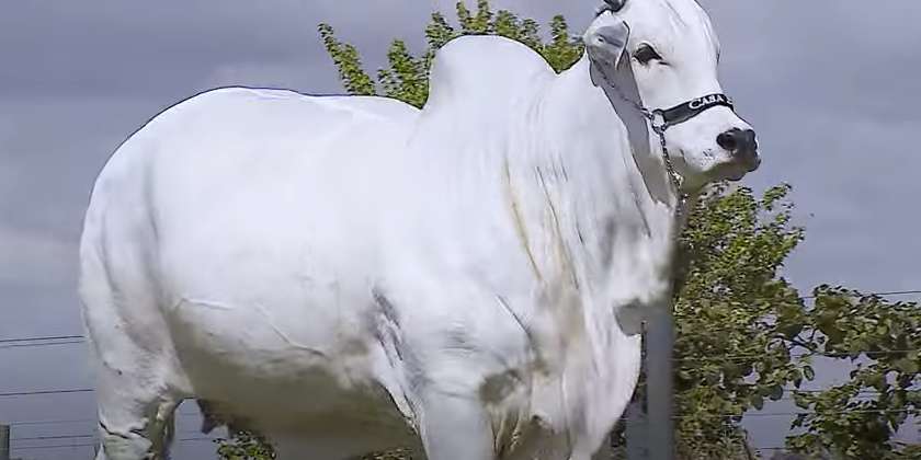 Vaca Nelore do Brasil bate recorde e se torna a mais valiosa do mundo