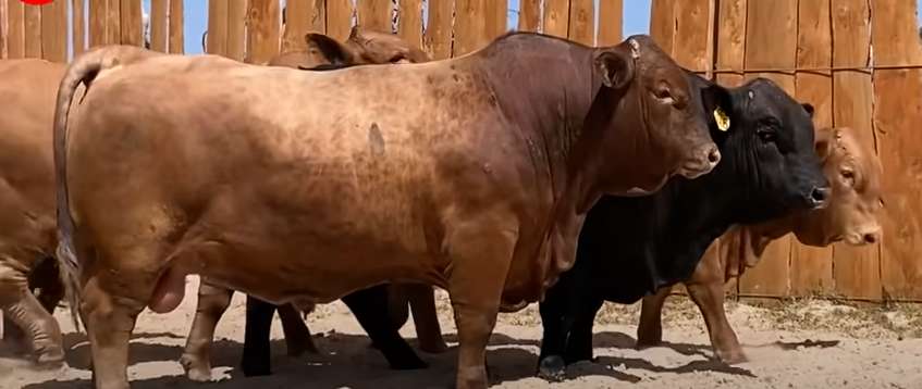 Conheça as vantagens do Beefmaster, bovino que é resultado de três ...
